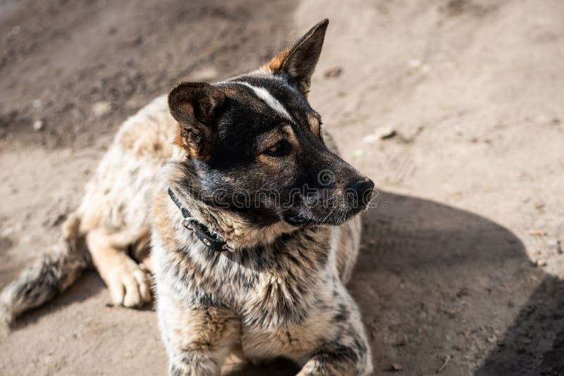 Cute Dog with a Gaze Lying on the Ground Stock Photo - Image of happy ...