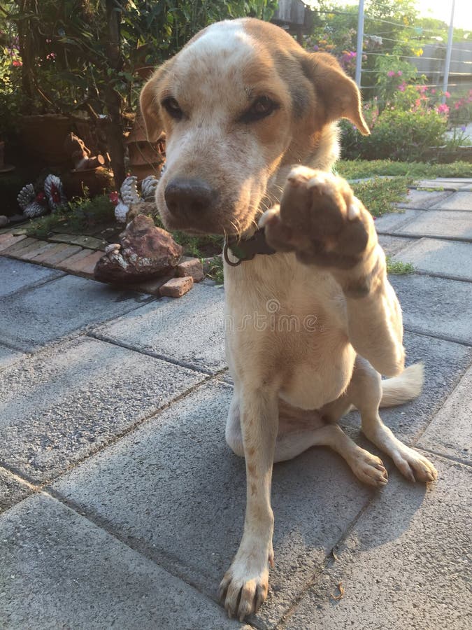 Cute dog giving hand stock image. Image of animal, giving - 66601271