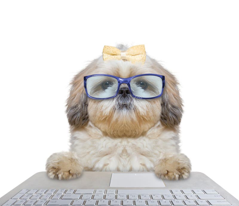 Cute Dog in Glasses Working on the Computer Stock Image - Image of ...