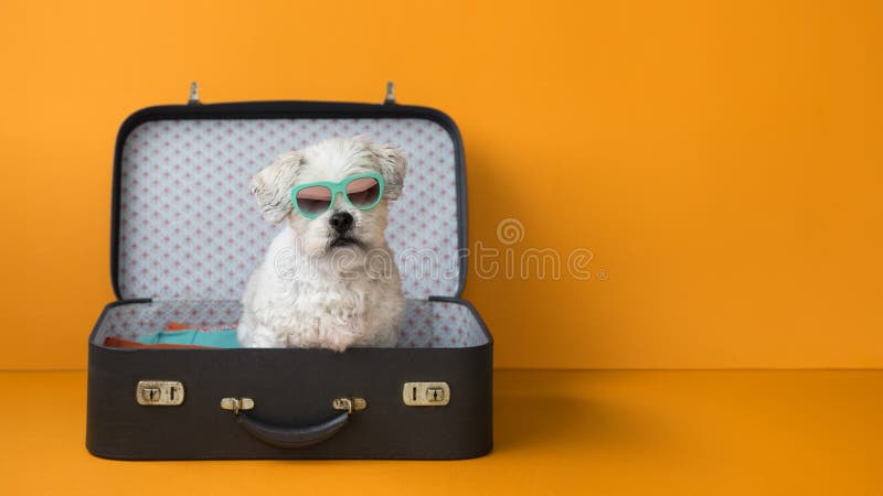 Cute dog in a suitcase stock image. Image of inside - 295122517