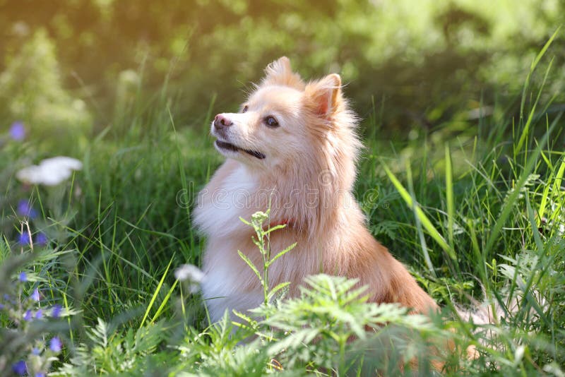 Cute Dog on Green Grass in Park Stock Photo - Image of canine, love ...