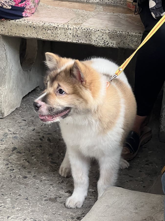 Cute dog on the ground stock photo. Image of mammal - 245543430