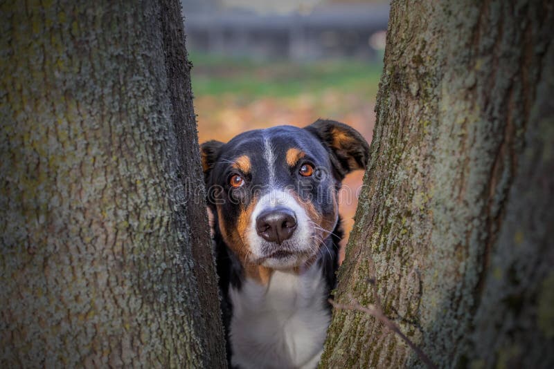 Cute Dog Hiding Behind the Tree Stock Image - Image of little, funny ... Cute Dog Hiding Behind the Tree Stock Image - Image of little, funny ...