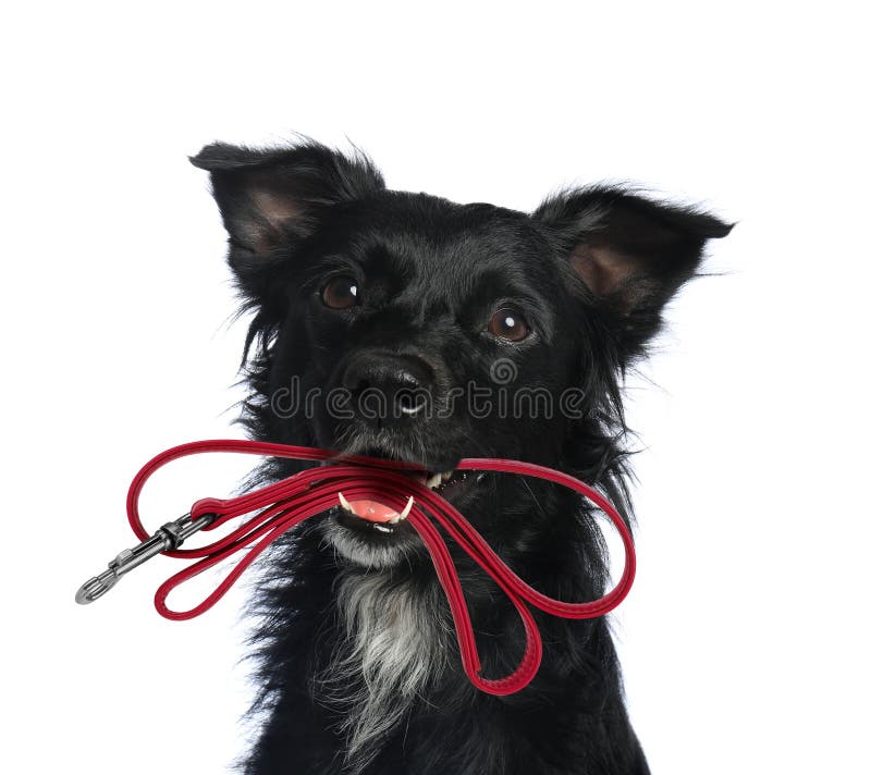 Cute Dog Holding Leash in Mouth on White Background Stock Photo - Image ...