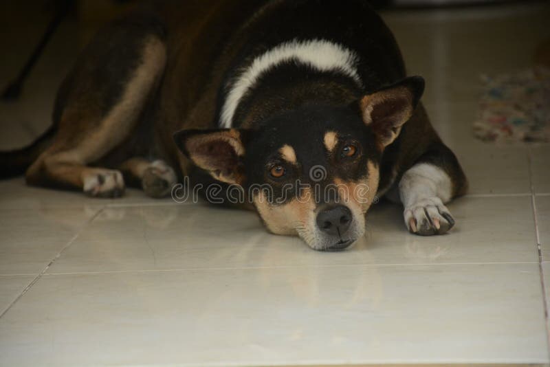 Cute Dog at Home Having a Rest on the Floor Stock Image - Image of ...