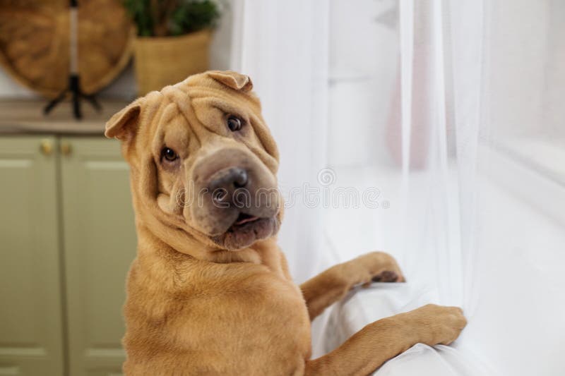 Cute dog at home stock image. Image of adorable, pedigree - 297213635