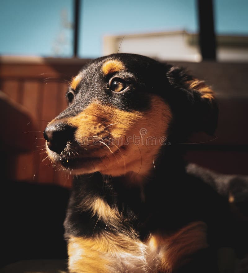 Cute Dog Illuminated by Warm Sunlight Stock Image - Image of cozy ...
