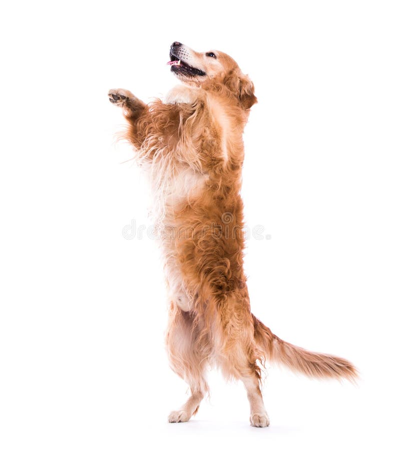 Cute Dog Jumping - Over a White Backgorund Stock Photo - Image of ...