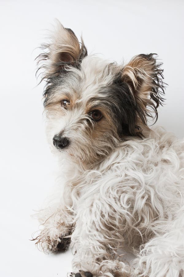 Cute dog stock image. Image of hairy, animals, adorable - 45609211