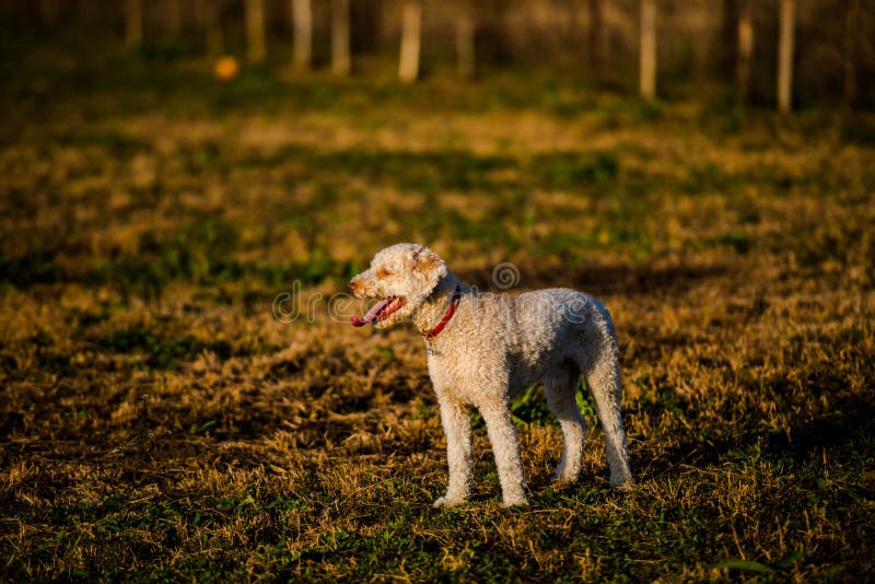 Cute Lagotto Romagnollo Stock Photos - Free & Royalty-Free Stock Photos ...