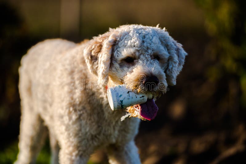 Cute Lagotto Romagnollo Stock Photos - Free & Royalty-Free Stock Photos ...