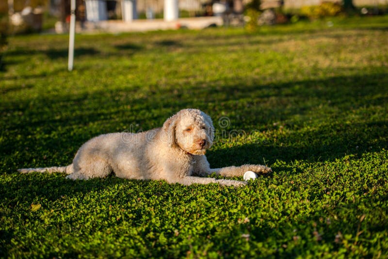 Cute Lagotto Romagnollo Stock Photos - Free & Royalty-Free Stock Photos ...
