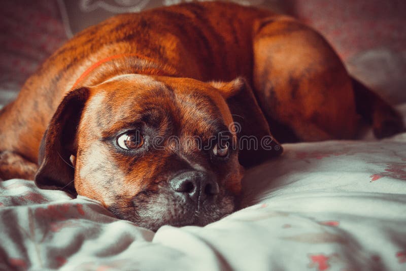 Cute Dog Laying on Bed Looking Right Stock Image - Image of cross, paws ...