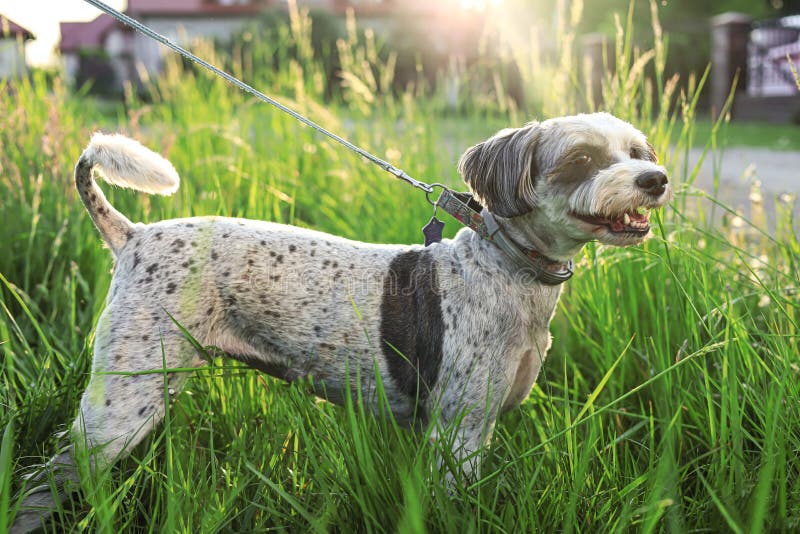 Cute Dog with Leash in Green Grass Outdoors Stock Image - Image of ...
