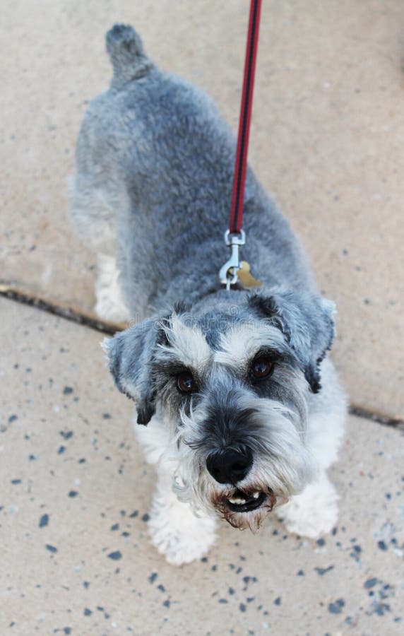 Cute Dog on Leash stock image. Image of leash, park, terrier - 40756633