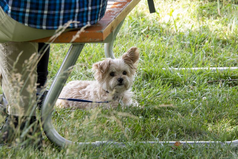Cute Dog Lies Under a Bench on the Grass Stock Photo - Image of park ...