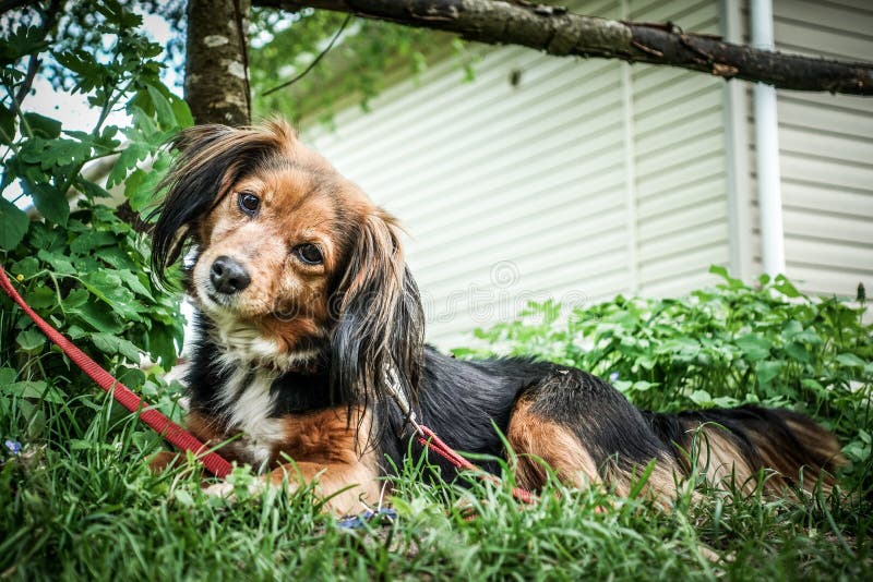 Cute dog look stock photo. Image of look, puppy, breed - 92825628