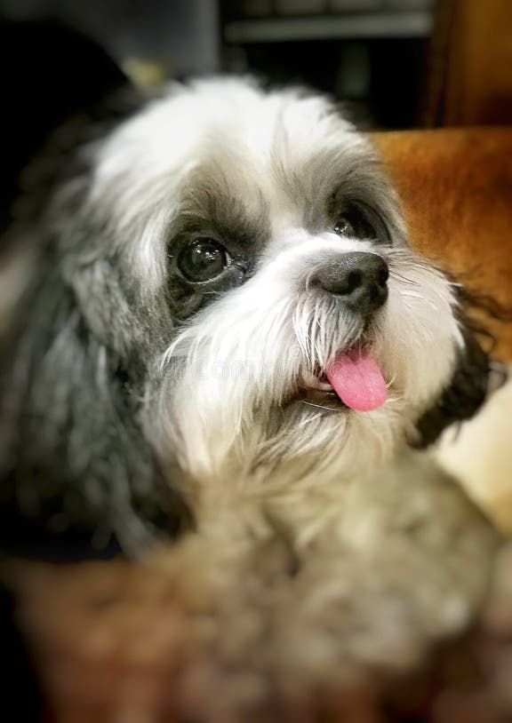 Cute dog stock photo. Image of open, cute, puppy, smile - 104971664