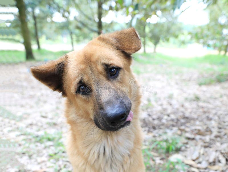 Cute Dog Looking at the Camera Stock Photo - Image of brown, breed ...