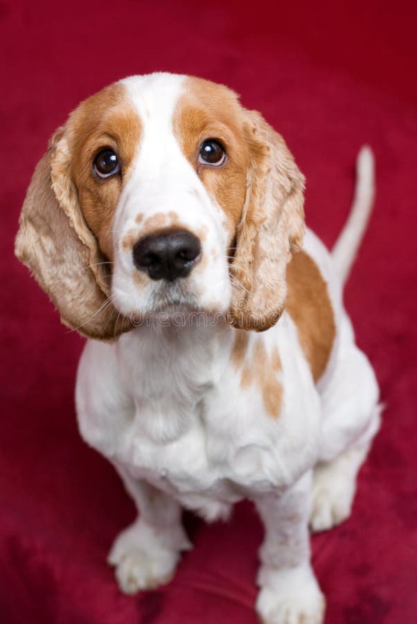 Cute Cocker Spaniel. Picture Image: 2796894