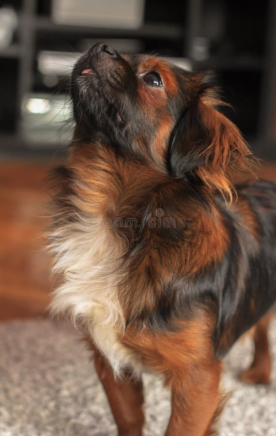 Cute dog looking up stock photo. Image of inside, small - 85489432