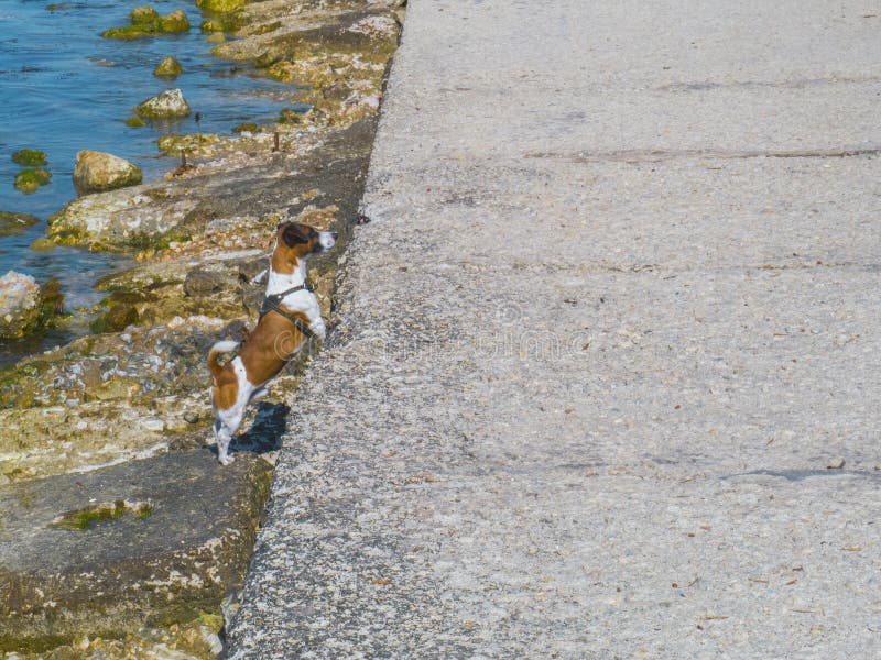 Cute Dog Looks Somewhere in the Distance Stock Image - Image of alone ...
