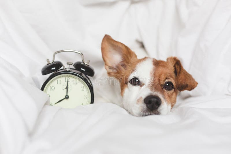Cute Dog Lying on Bed with an Alarm Clock Set on 8 am. Morning and Wake ...
