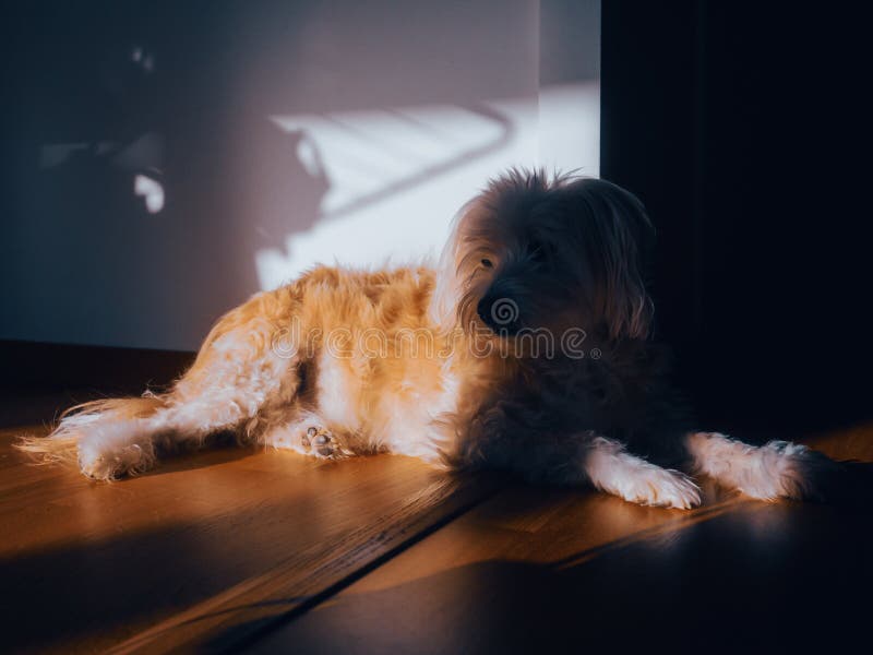 Cute Dog Lying Under Light, High Contrast Stock Photo - Image of animal ...