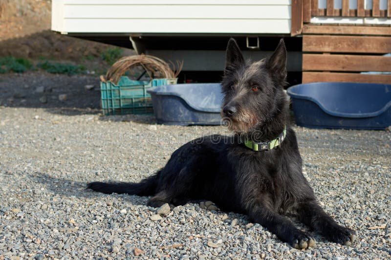 Cute Dog of Mixed Breed of Scottish Terrier and German Shepherd Stock ...