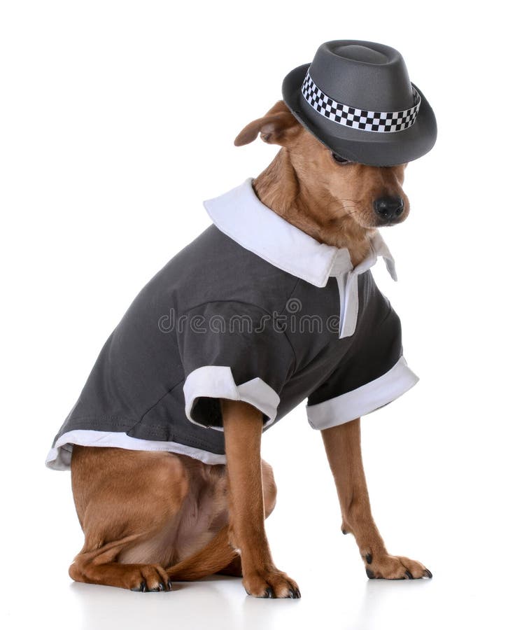 171 Mafia Dog Stock Photos - Free & Royalty-Free Stock Photos from ...