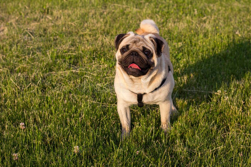 Cute Dog Mops Playing Outside Smiles with Red Ball. Dog Lying in the ...