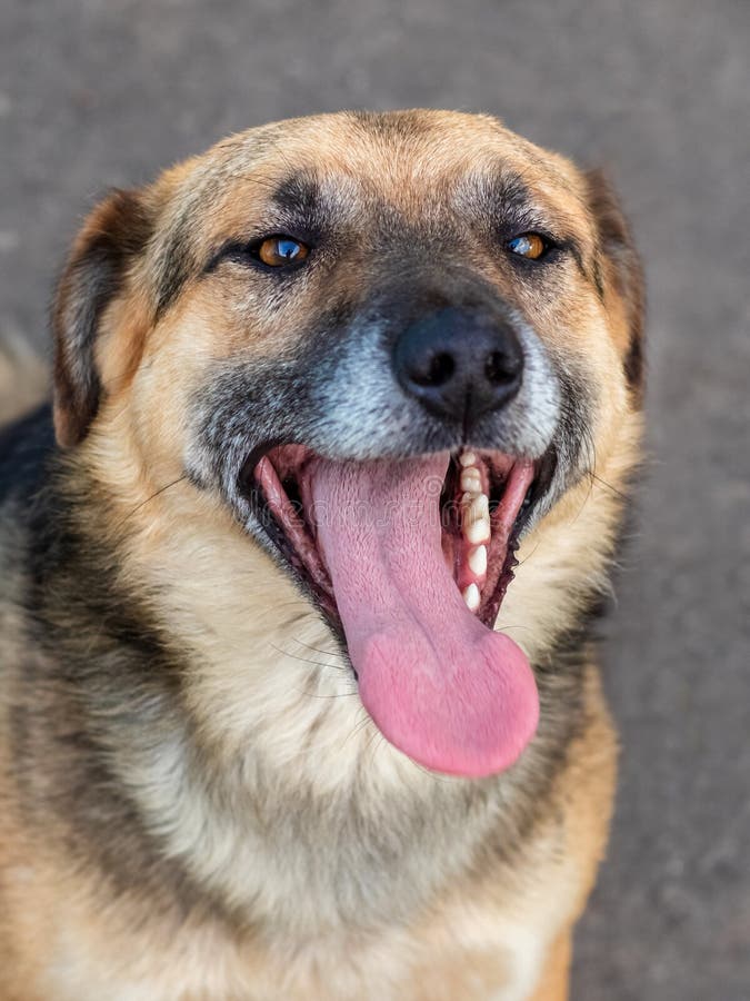 Portrait of a Dog with an Open Mouth in a Profile Close-up_ Stock Photo ...