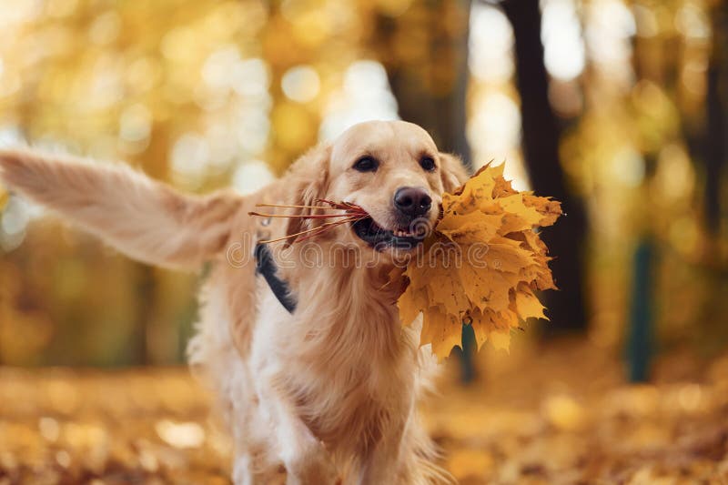 Cute Dog is Outdoors in the Autumn Forest at Daytime Stock Image ...