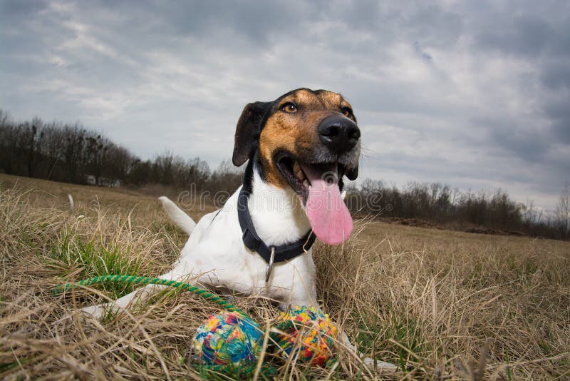 Cute dog panting stock image. Image of panting, cloudscape - 38491069