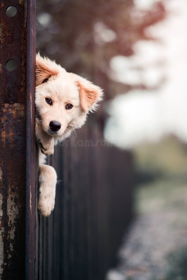 Cute Dog Peeking Over the Fence Stock Image - Image of gate, peeking ...