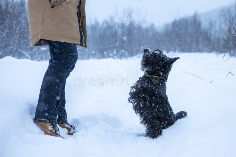 Cute Dog Performs a Command of His Master Stock Photo - Image of ...