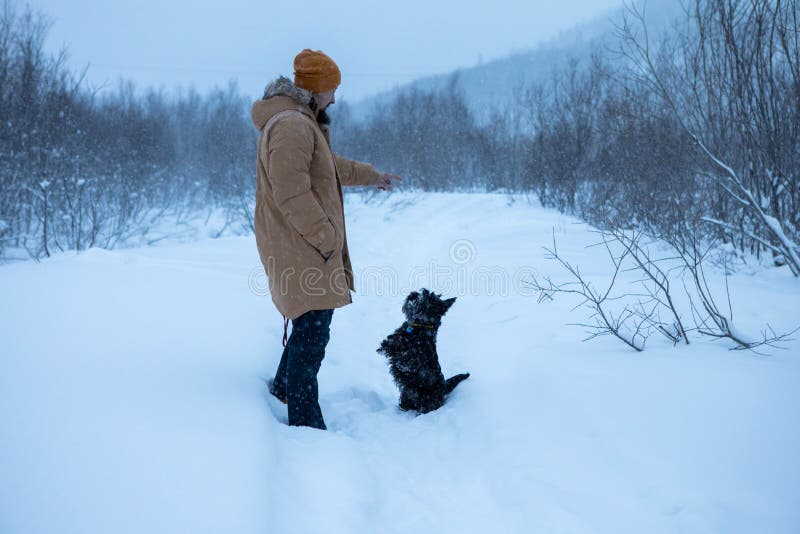 Cute Dog Performs a Command of His Master Stock Image - Image of forest ...