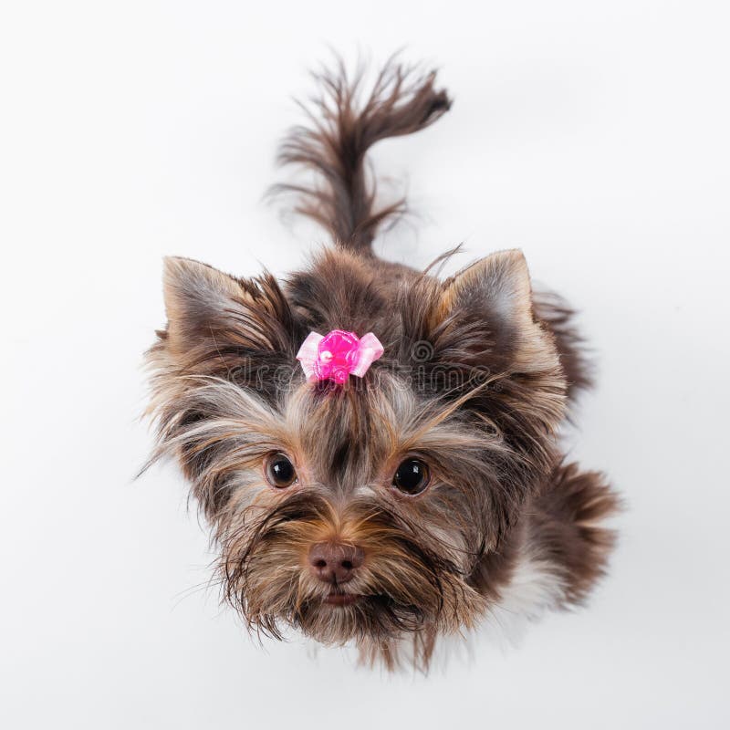 Cute Dog with a Pink Bow on a White Background. Yorkshire Terrier Stock ...
