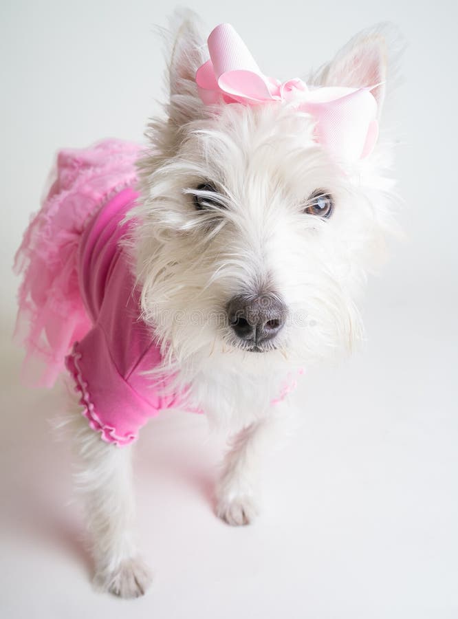 Pretty in Pink - Cute Ballerina Dog in Pink Tutu Stock Image - Image of ...