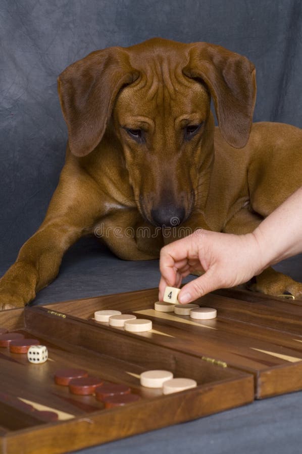 Check! Playing Chess Like a Dog Stock Photo - Image of smart, pets: 1255800