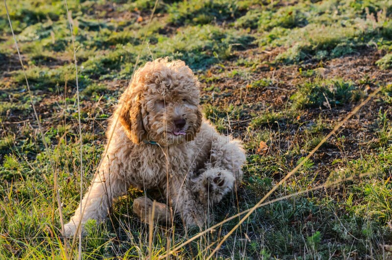 Cute Dog Play in the Garden Stock Image - Image of retezat, lakes ...