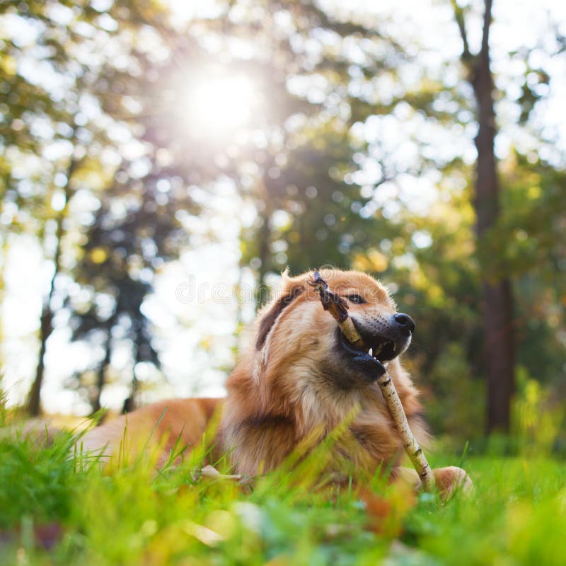 Cute Dog Plays with a Branch Stock Photo - Image of trees, shining ...