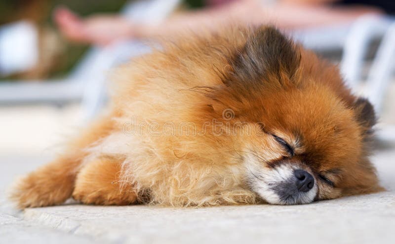 Cute dog stock image. Image of grooming, social, nose - 45202511