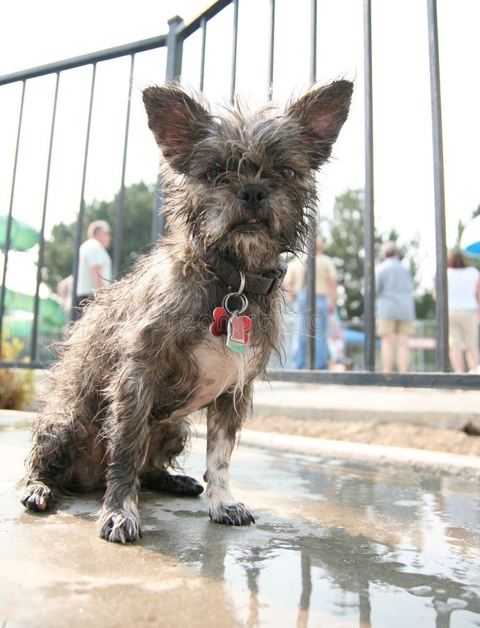 A cute dog at a pool stock image. Image of furry, mutt - 27930785