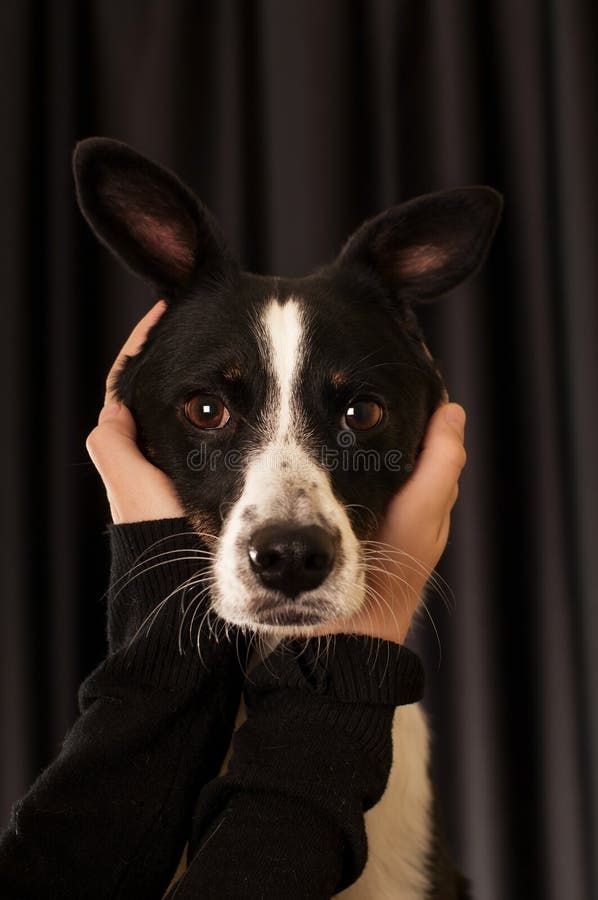 Cute dog portrait stock image. Image of ears, black, portrait - 63170399