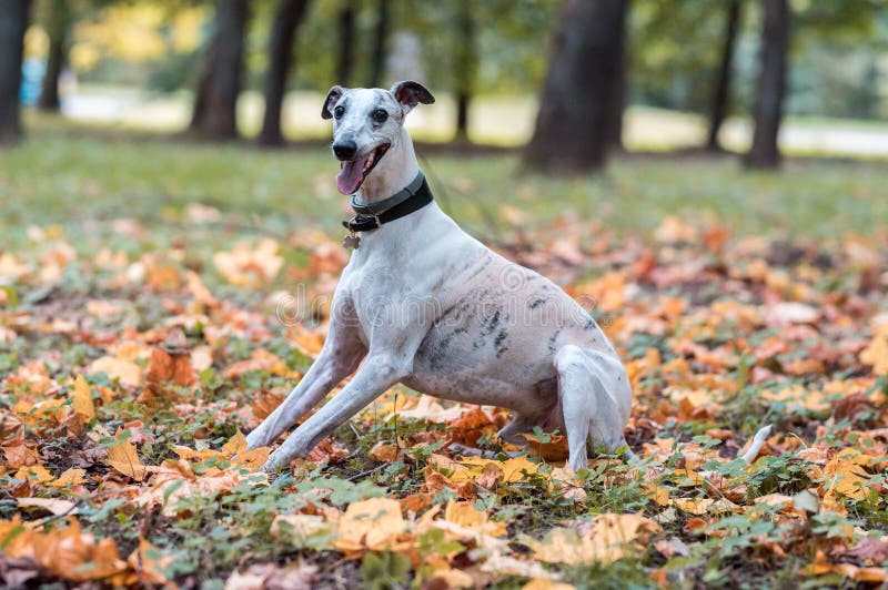 Whippet Dog Sitting on the Grass. Portrait. Stock Image - Image of ...