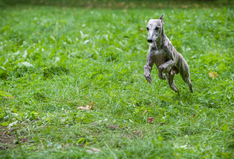 Whippet Dog Running on the Grass. Stock Image - Image of portrait ...