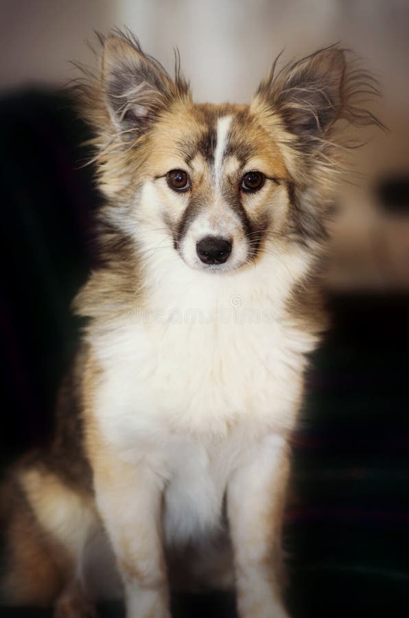 Cute dog stock image. Image of mixed, quizzical, single - 36585253