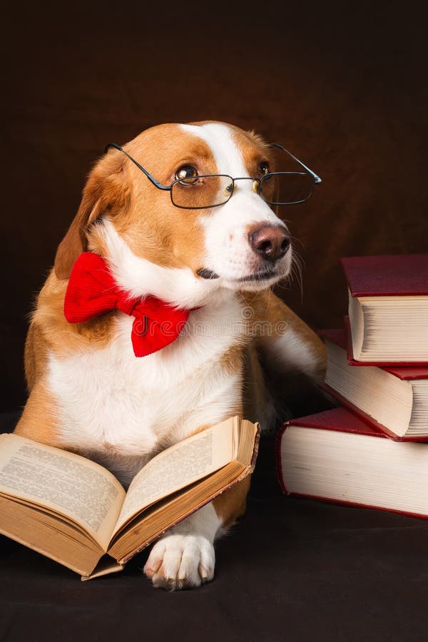 Cute Dog Posing As an Intellectual Stock Image - Image of college ...