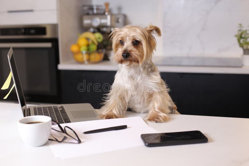 Cute Dog Pretending To Work from the Kitchen Stock Image - Image of ...